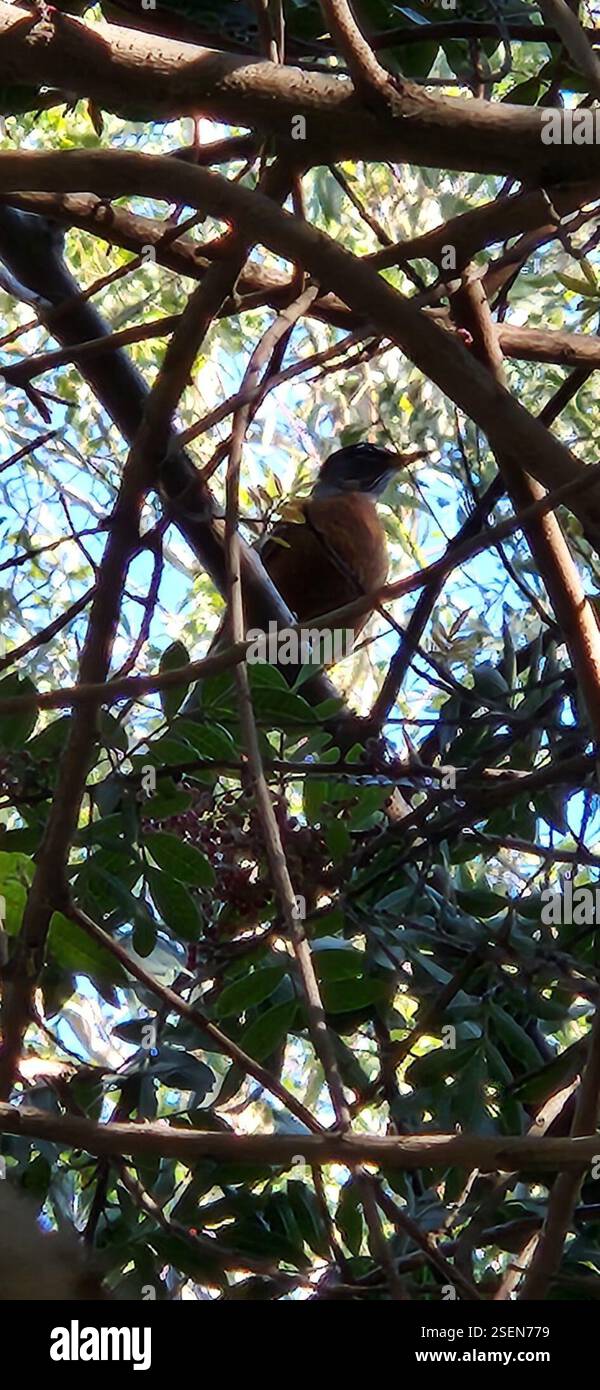 American Robin (Turdus migratorius), Aves, 22430 Tijuana, Baja ...