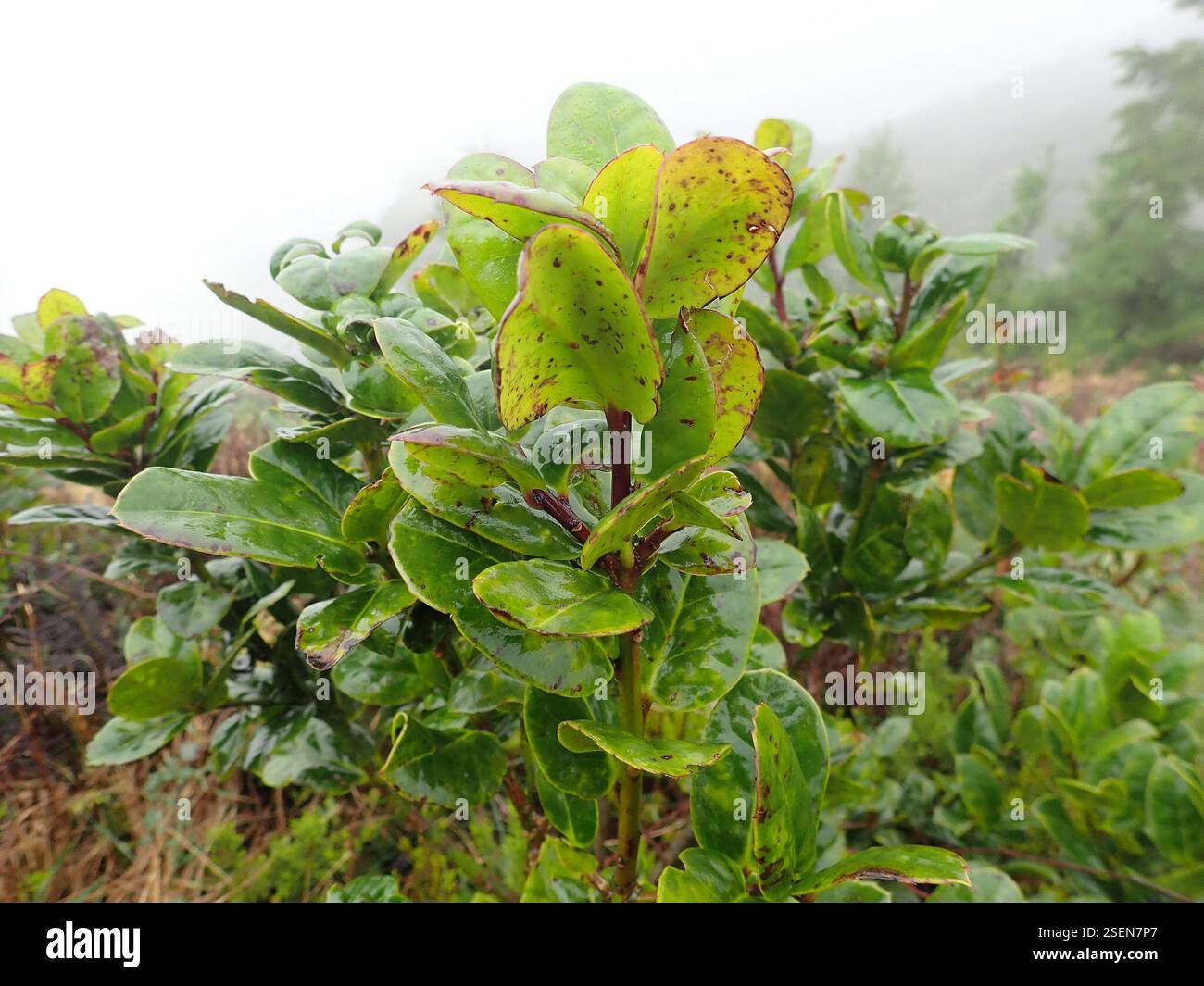 Azores Holly (Ilex perado azorica), Plantae, São Miguel Island, Ribeira ...