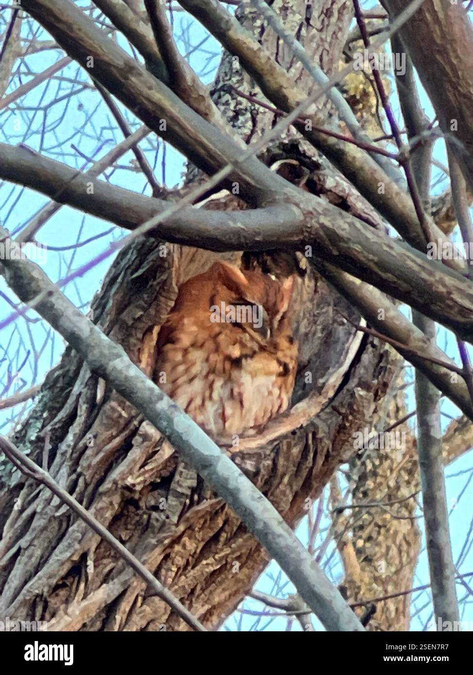 Eastern Screech-Owl (Megascops asio), Aves, North Carolina, US Stock ...