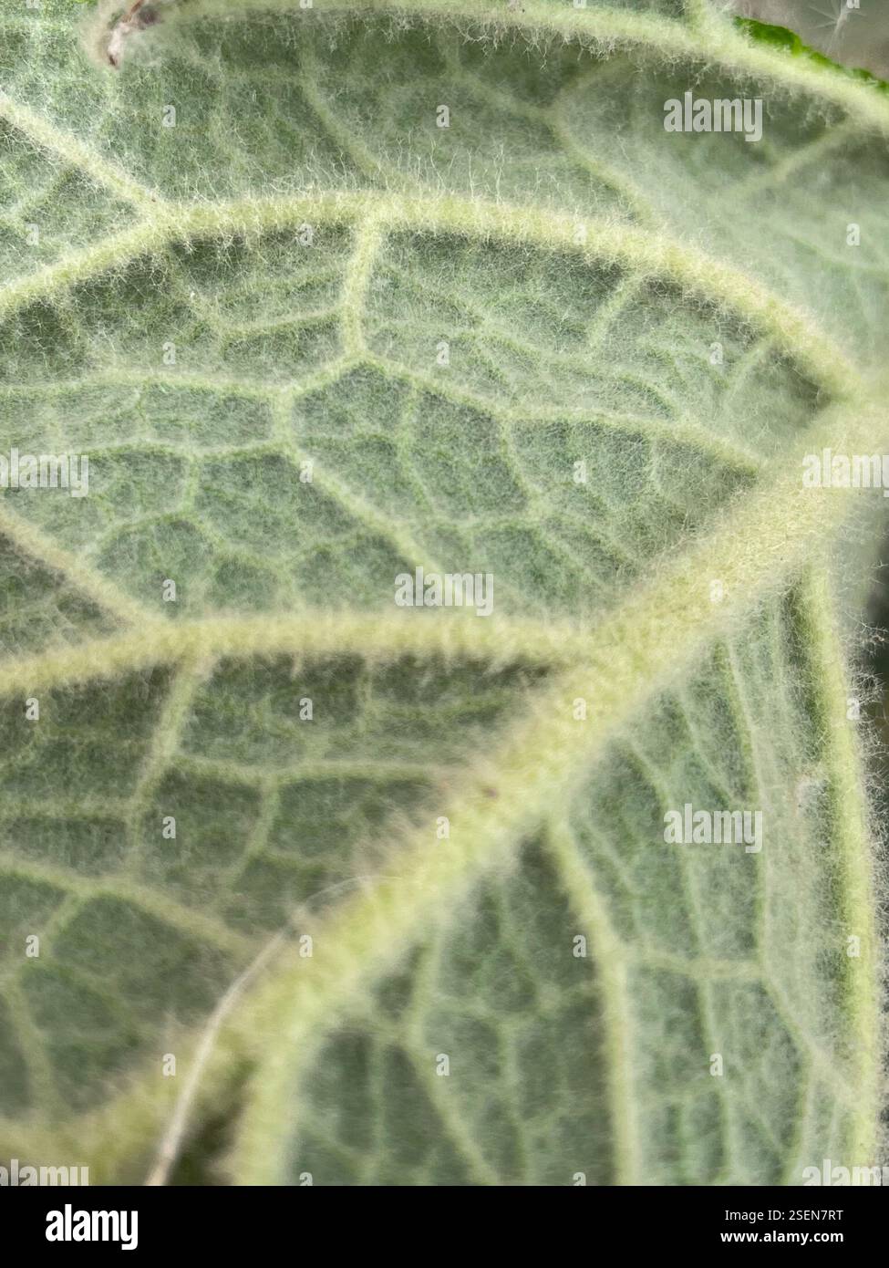 great mullein (Verbascum thapsus), Plantae, North Carolina, US, Edge of ...