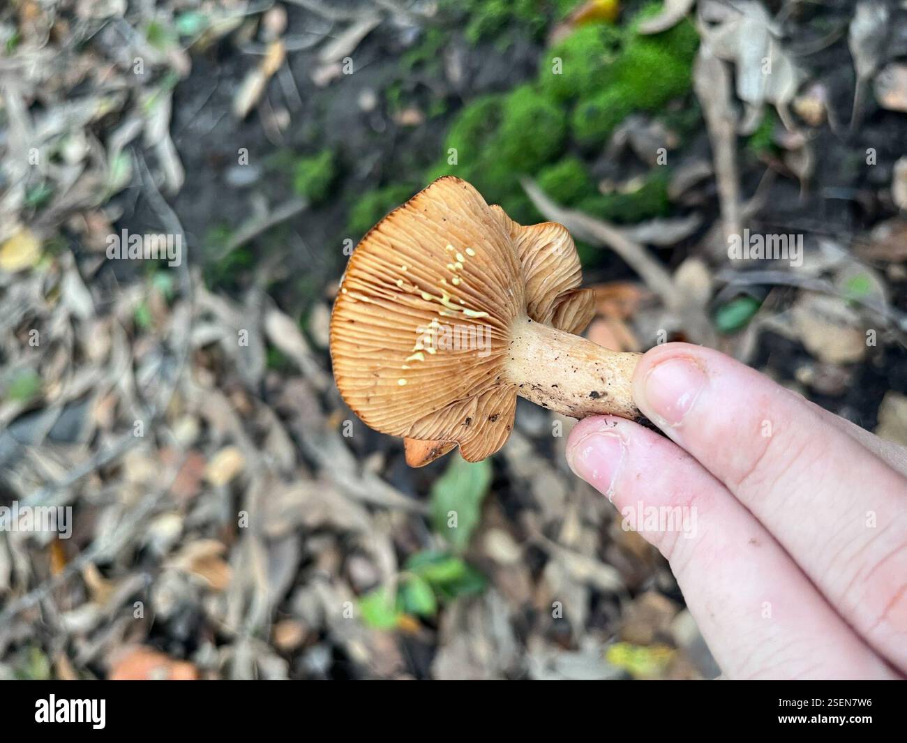 Yellow-staining Milk Cap (Lactarius xanthogalactus), Fungi, Ed R. Levin ...