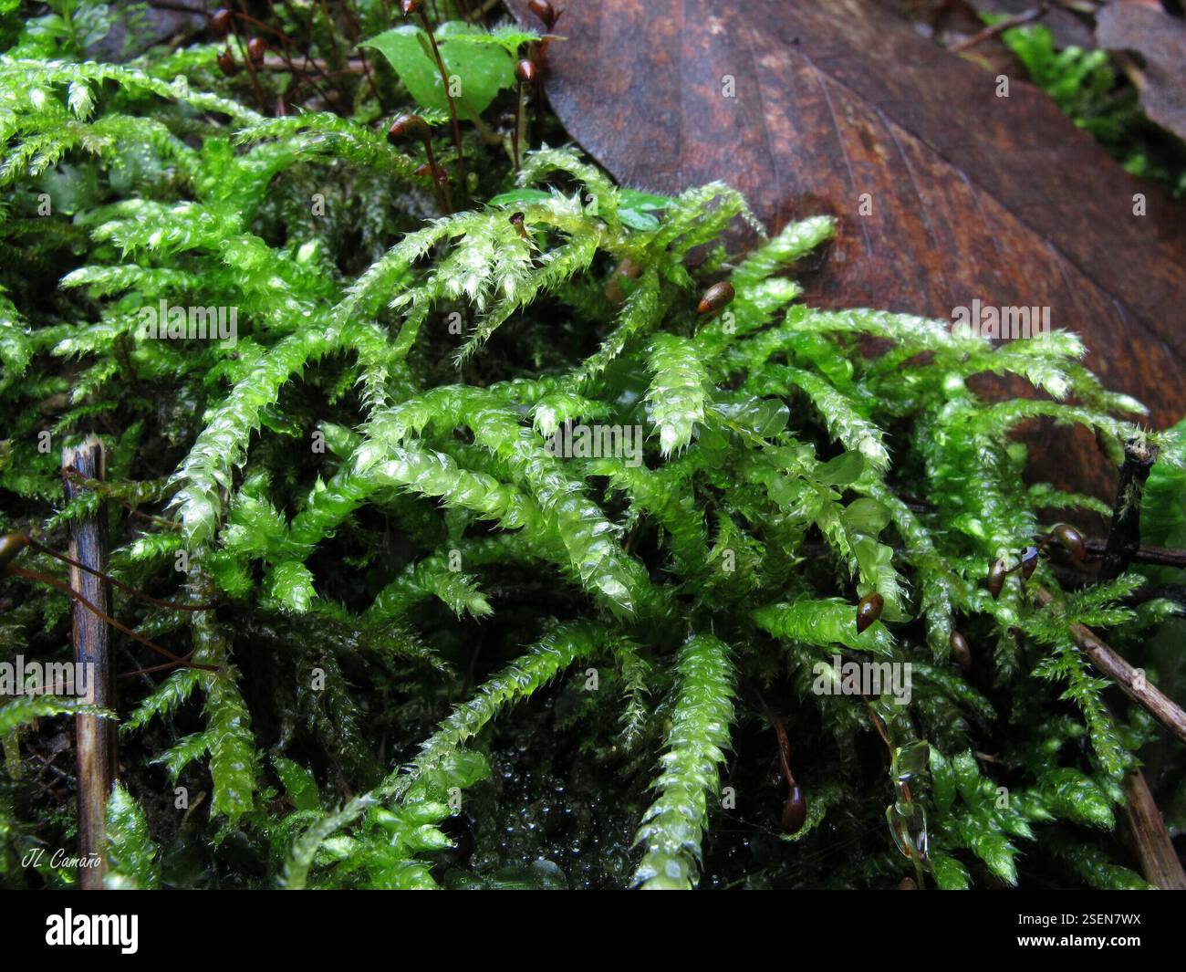 Rough-stalked Feather-moss (Brachythecium rutabulum), Plantae, Ourense ...