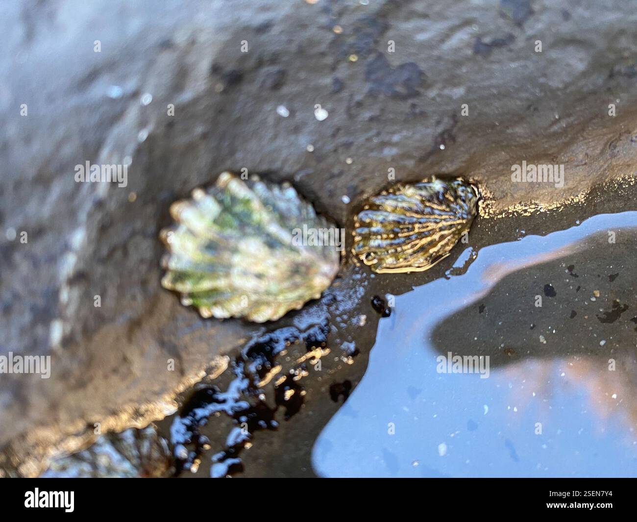 Rough Limpet (Lottia scabra), Mollusca, Horizon, Santa Cruz, CA, US ...