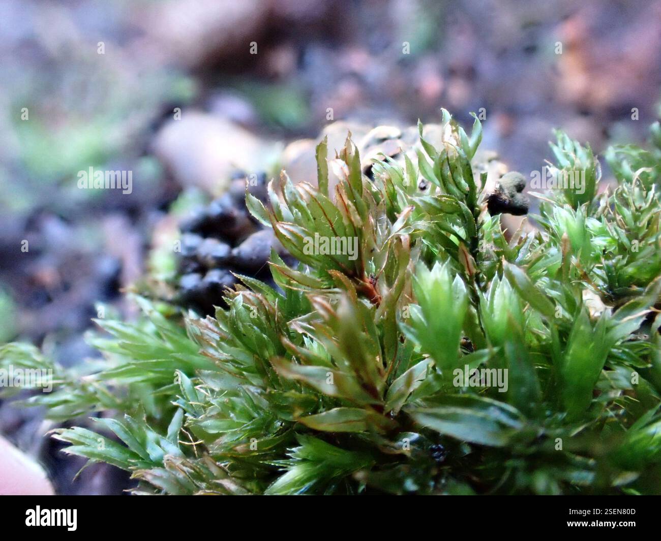 Horn Calcareous Moss (Mnium hornum), Plantae, Voorne-putten, Rockanje ...