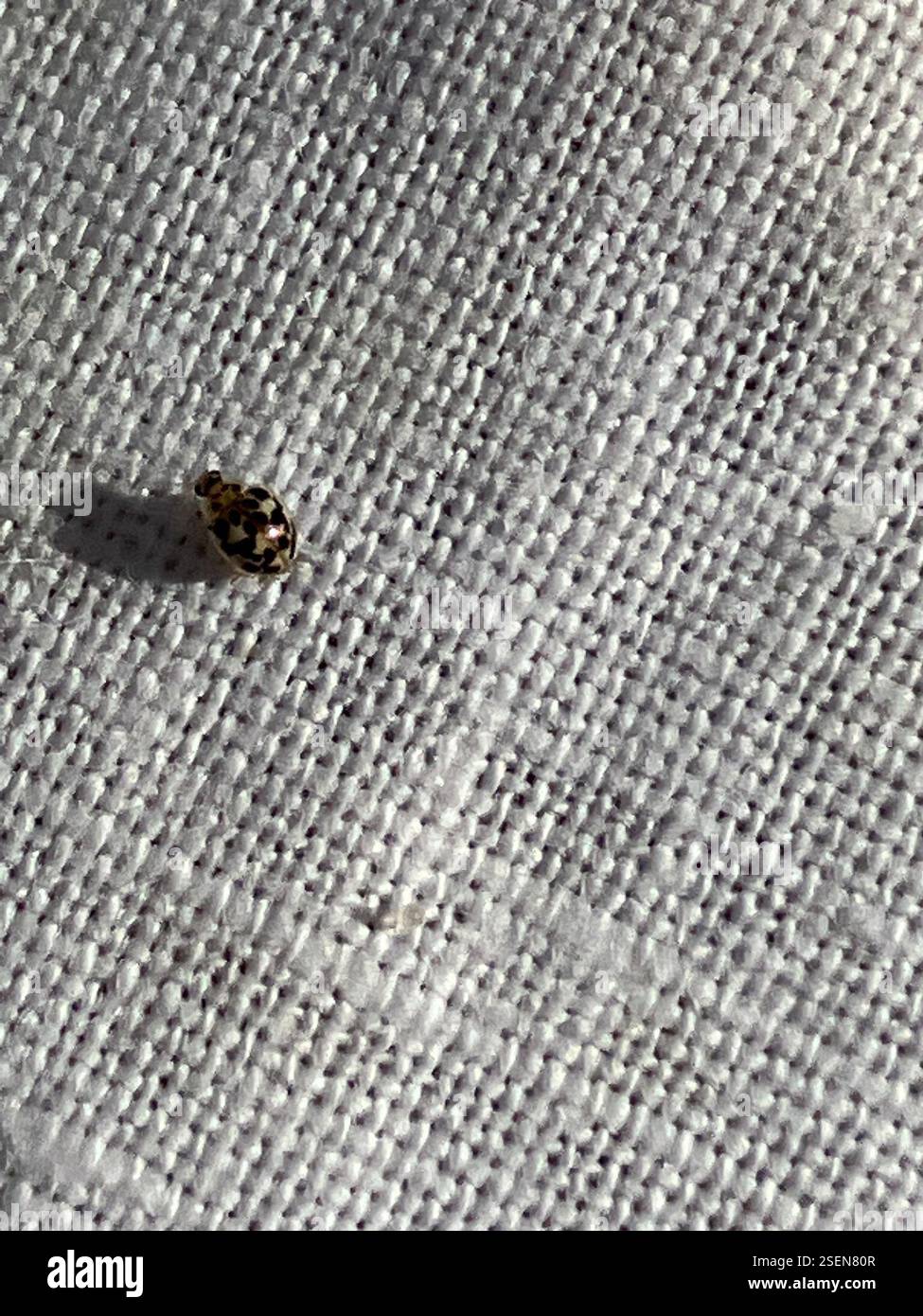 Fungus-eating Lady Beetles (Psyllobora), Insecta, Saint Anthon, MS ...