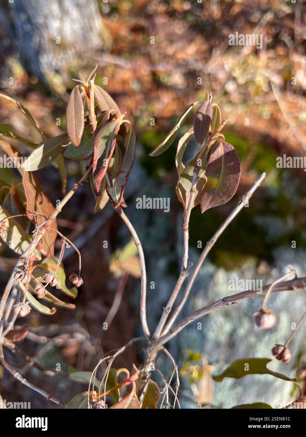 sheep laurel (Kalmia angustifolia), Plantae, Gilmanton Iron Works, NH ...