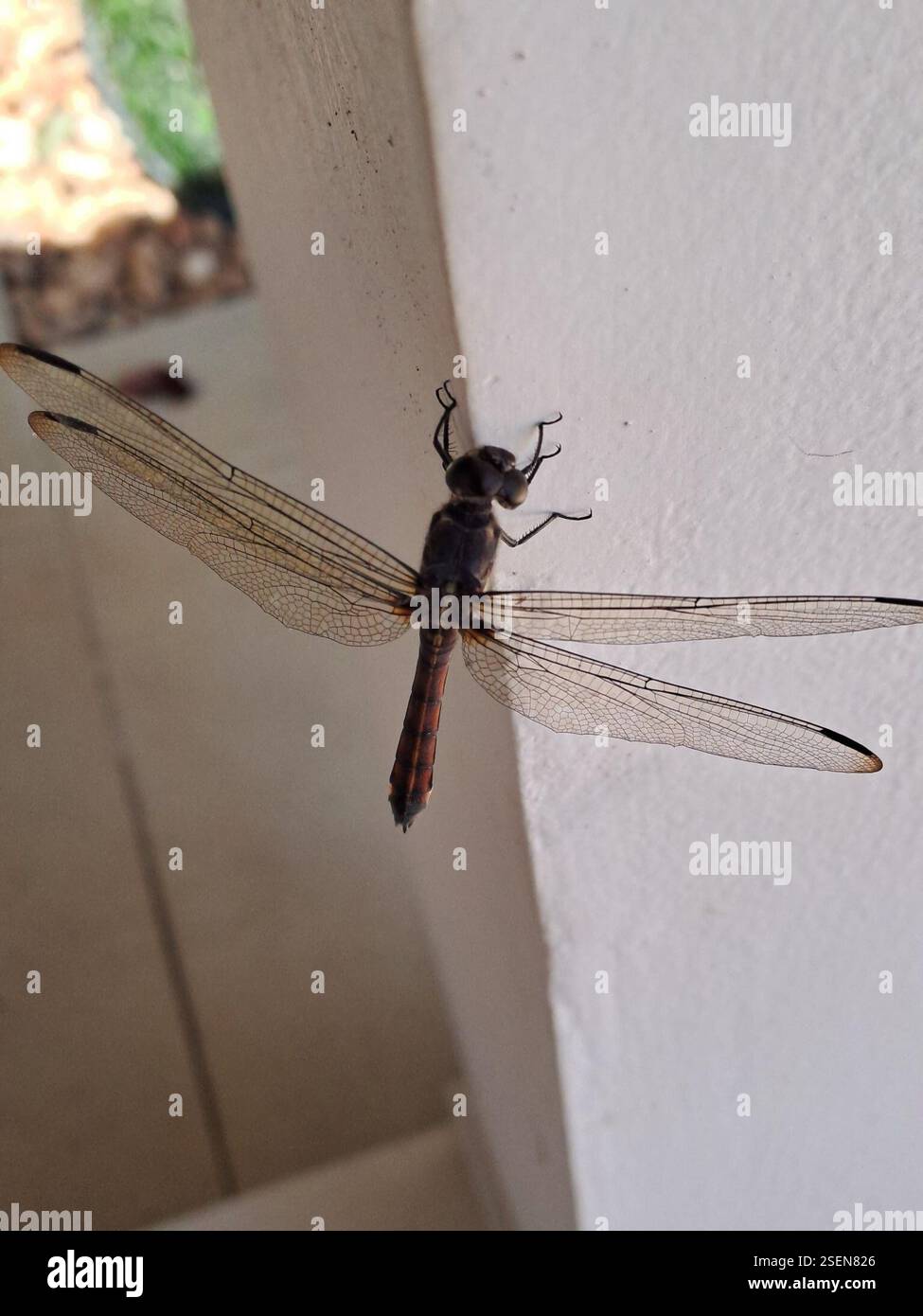 Tropical King Skimmers (Orthemis), Insecta, Lot. Costa do Sol, Bertioga ...