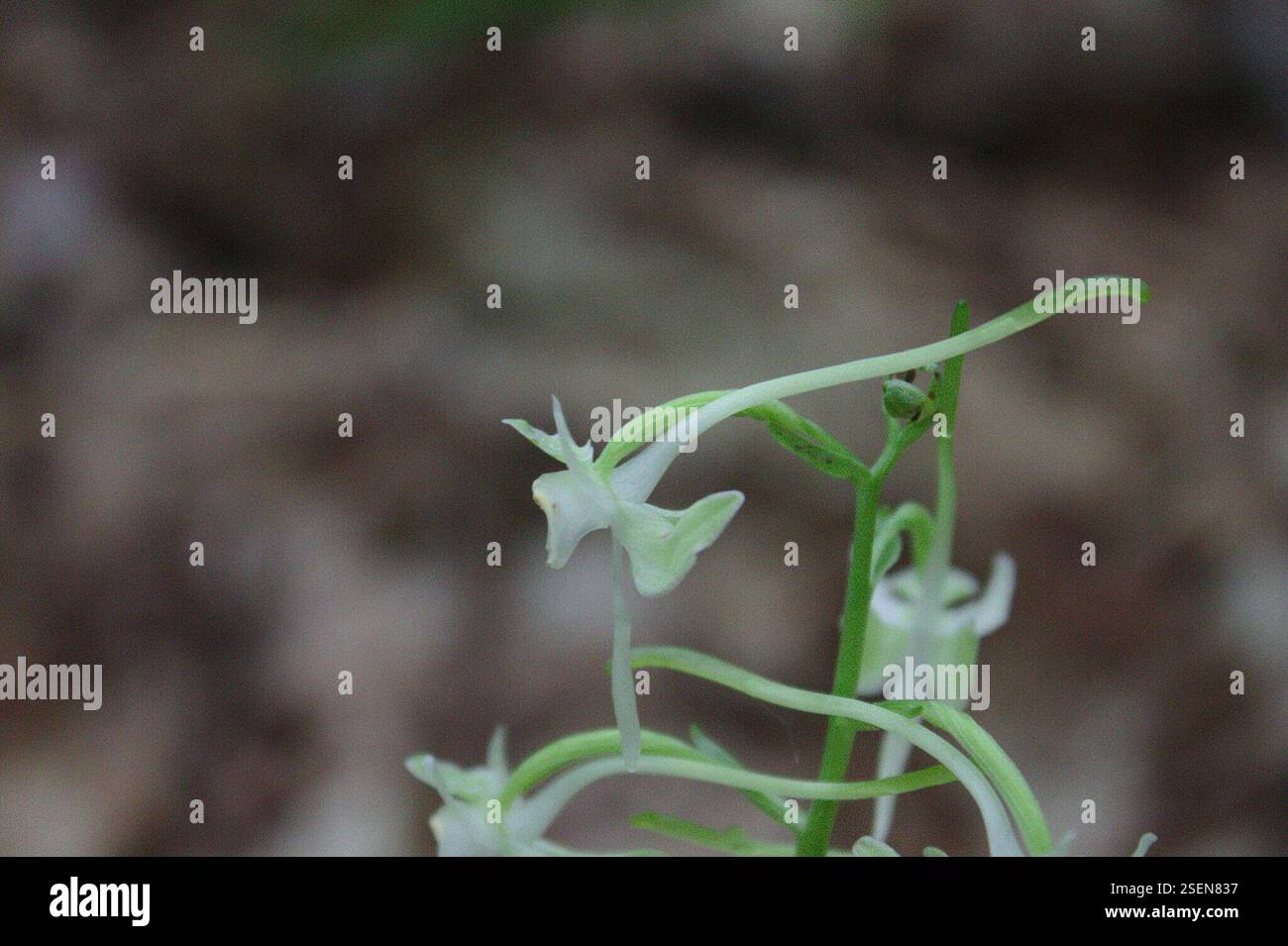 Large-leaved Bog Orchid (Platanthera macrophylla), Plantae, Québec, CA ...
