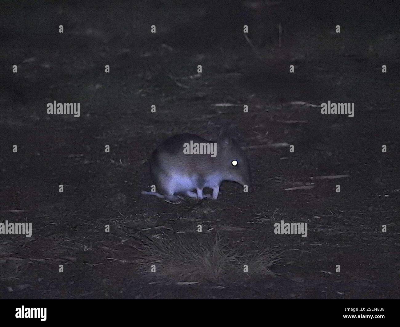 Eastern Barred Bandicoot (Perameles gunnii), Mammalia, Hobart TAS ...