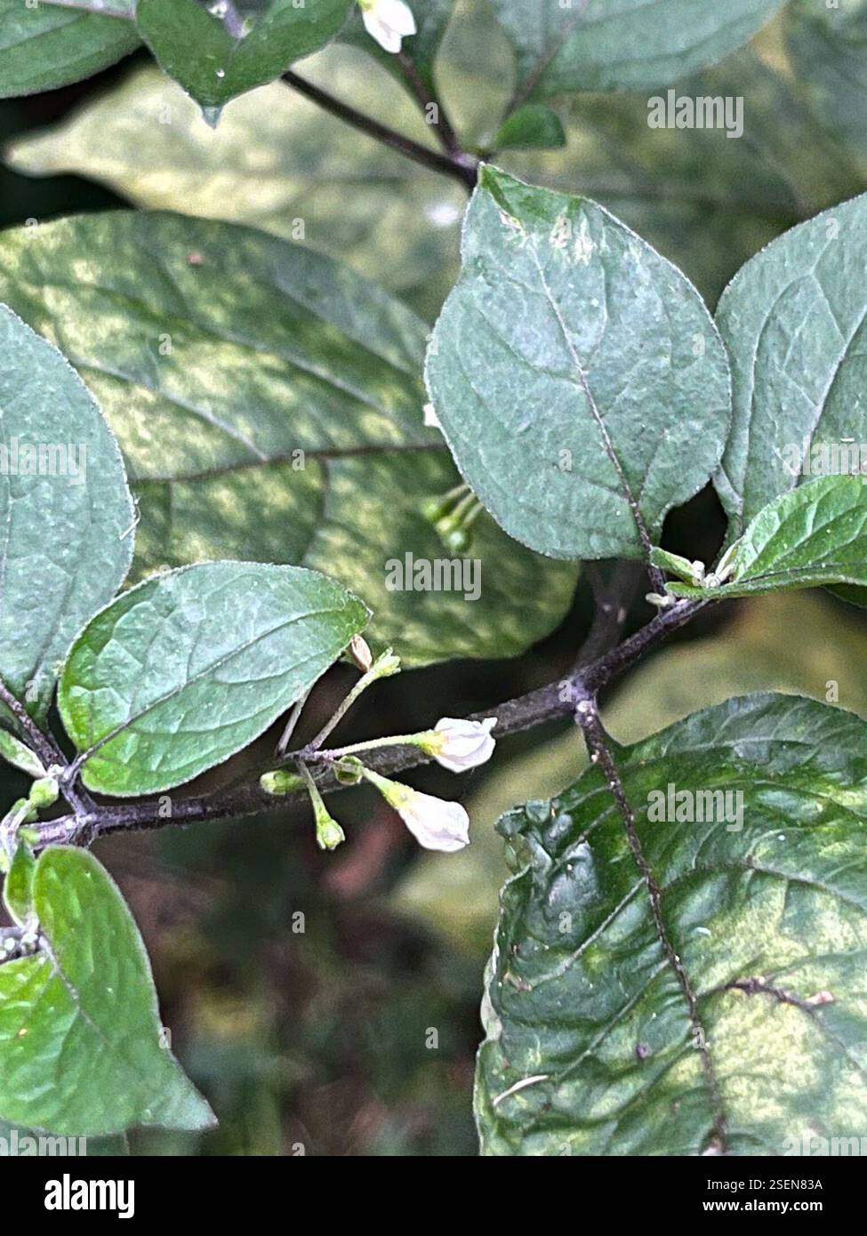 black nightshade (Solanum nigrum), Plantae, North Island, Pōkeno ...