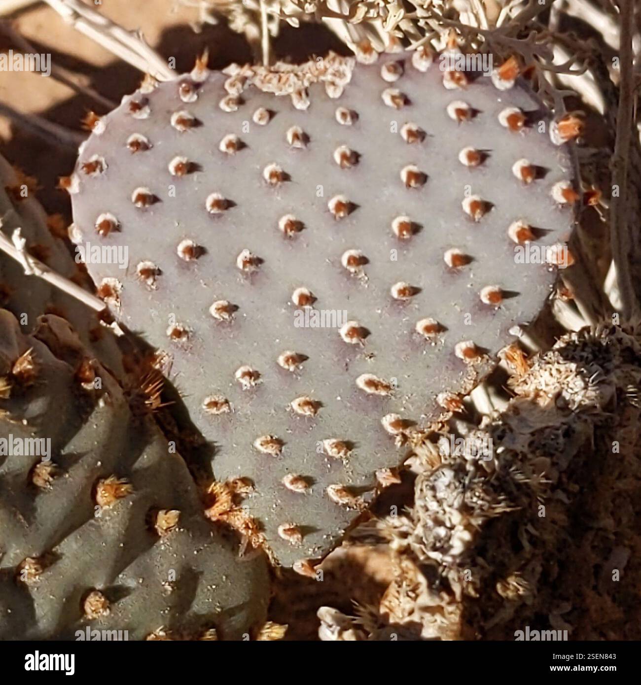 beavertail cactus (Opuntia basilaris basilaris), Plantae, Clark County ...