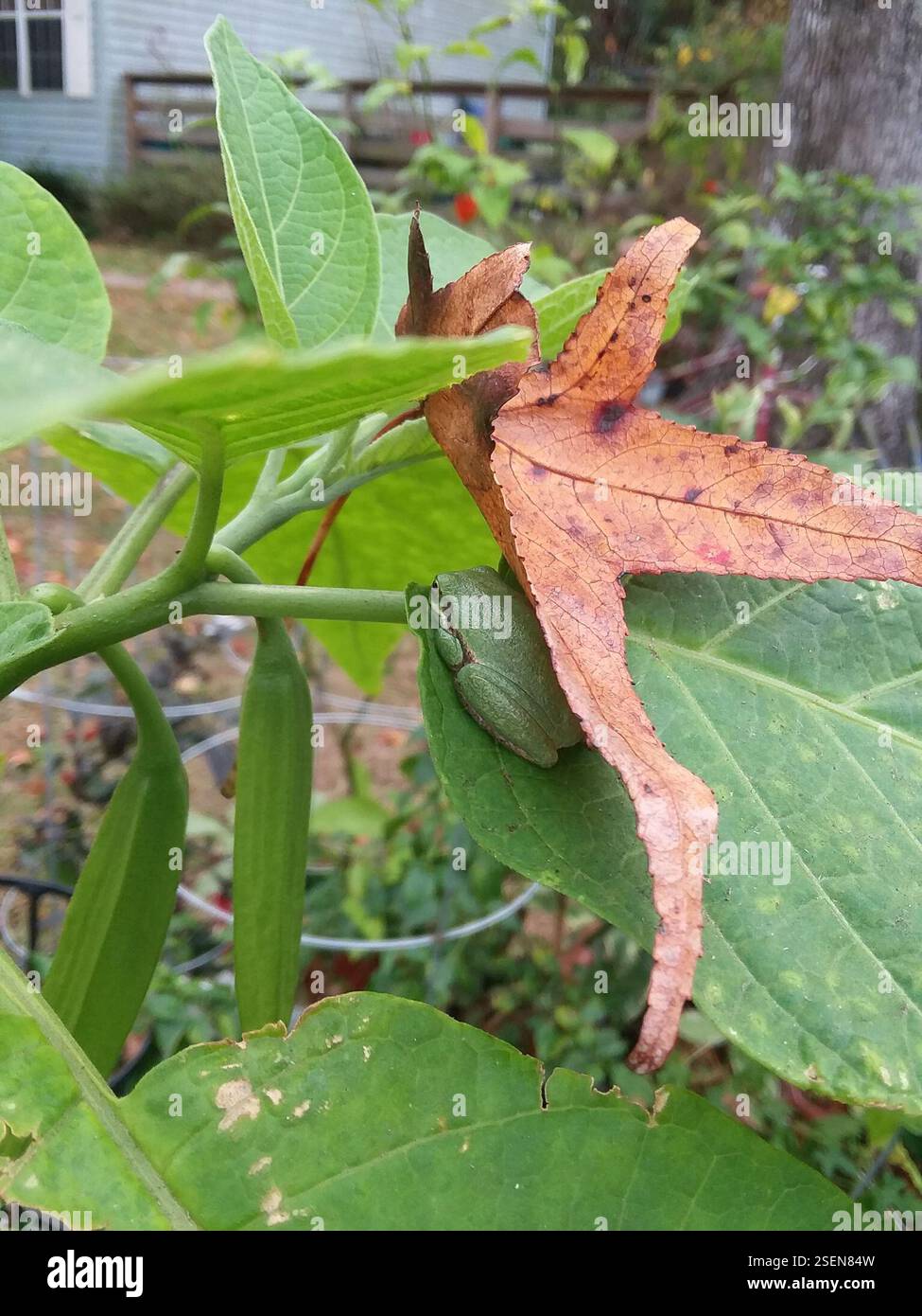 Squirrel Treefrog (Hyla squirella), Amphibia, 0 Windsor Forest ...
