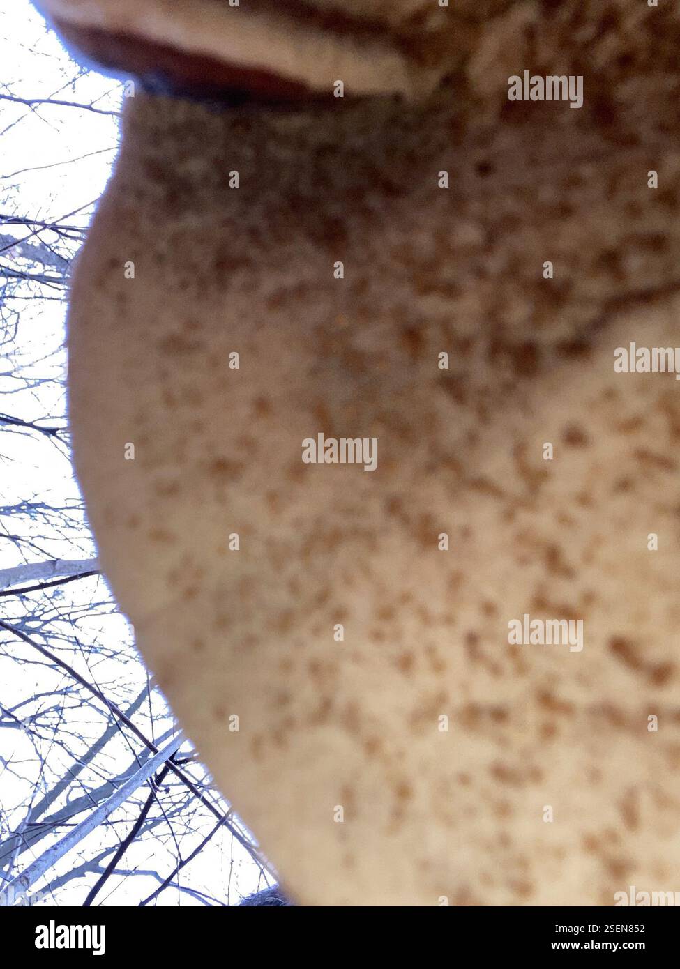 Resinous Polypore (Ischnoderma resinosum), Fungi, Galehouse Rd ...