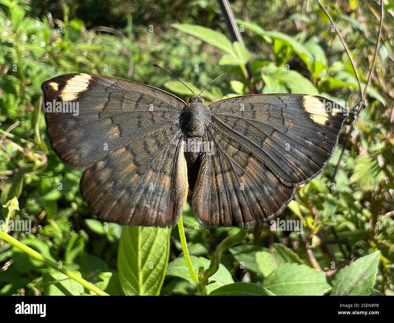 (Emesis liodes), Insecta, Bullet Tree Falls, Belize Stock Photo - Alamy