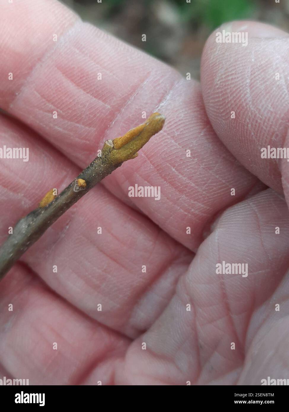 bitternut hickory (Carya cordiformis), Plantae, Arlington, NY, USA ...