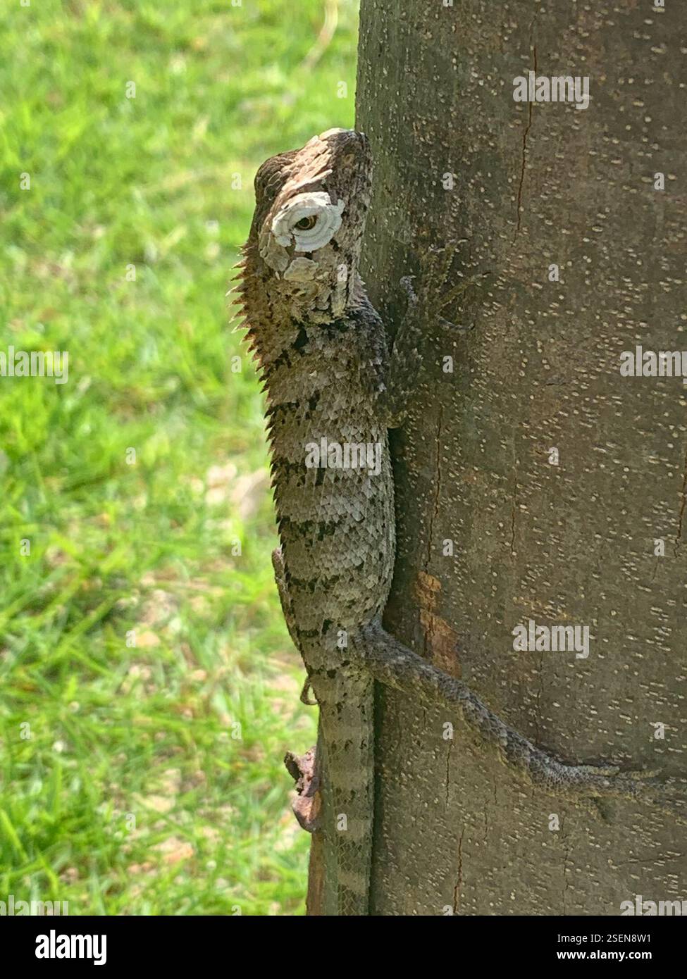Oriental Garden Lizard (Calotes versicolor), Reptilia, Ko Ngai, Krabi ...