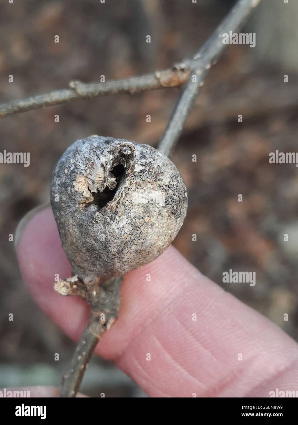 Hackberry Petiole Gall Psyllid (Pachypsylla venusta), Insecta ...