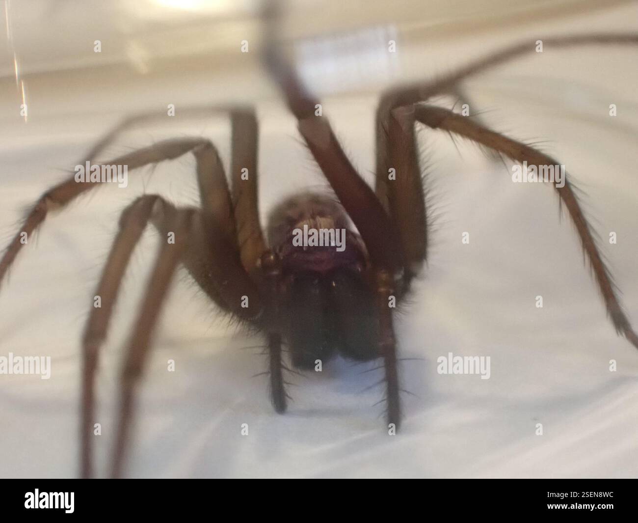 Giant House Spider (Eratigena duellica), Arachnida, Gonzales, Victoria ...