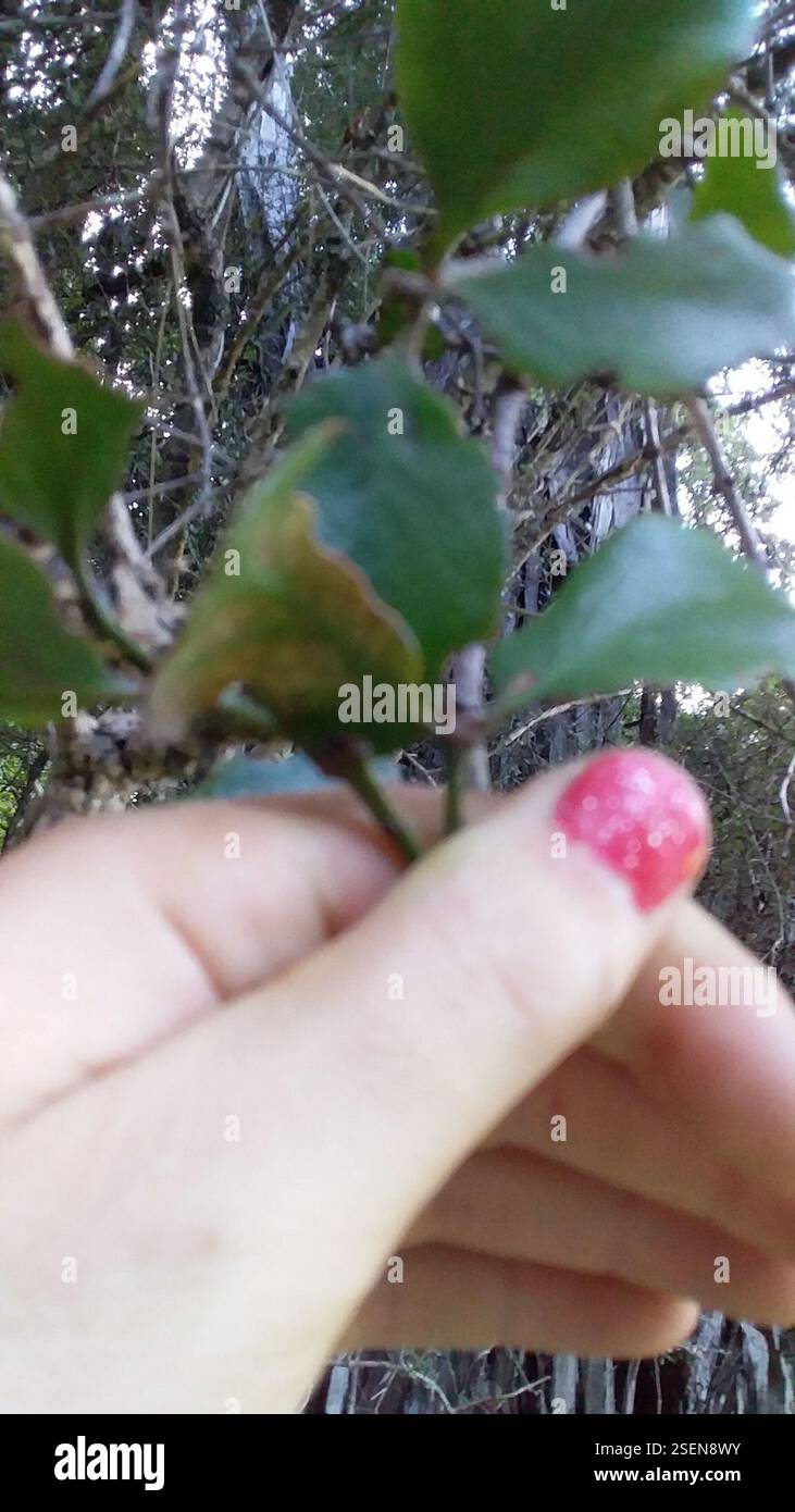 Green mistletoe (Ileostylus micranthus), Plantae, 7371, New Zealand ...