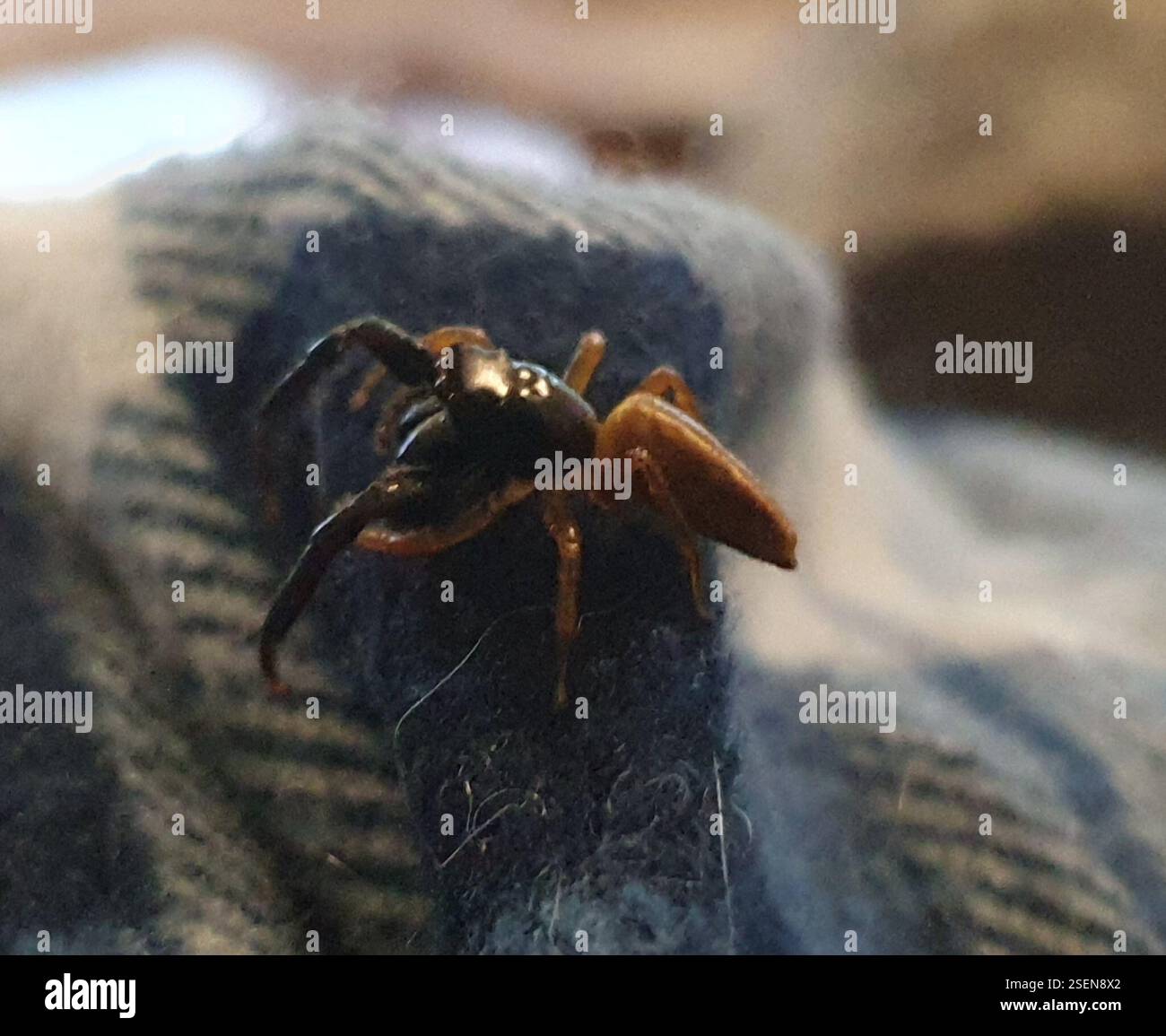 Black-headed Jumping Spider (Trite planiceps), Arachnida, Mākara ...