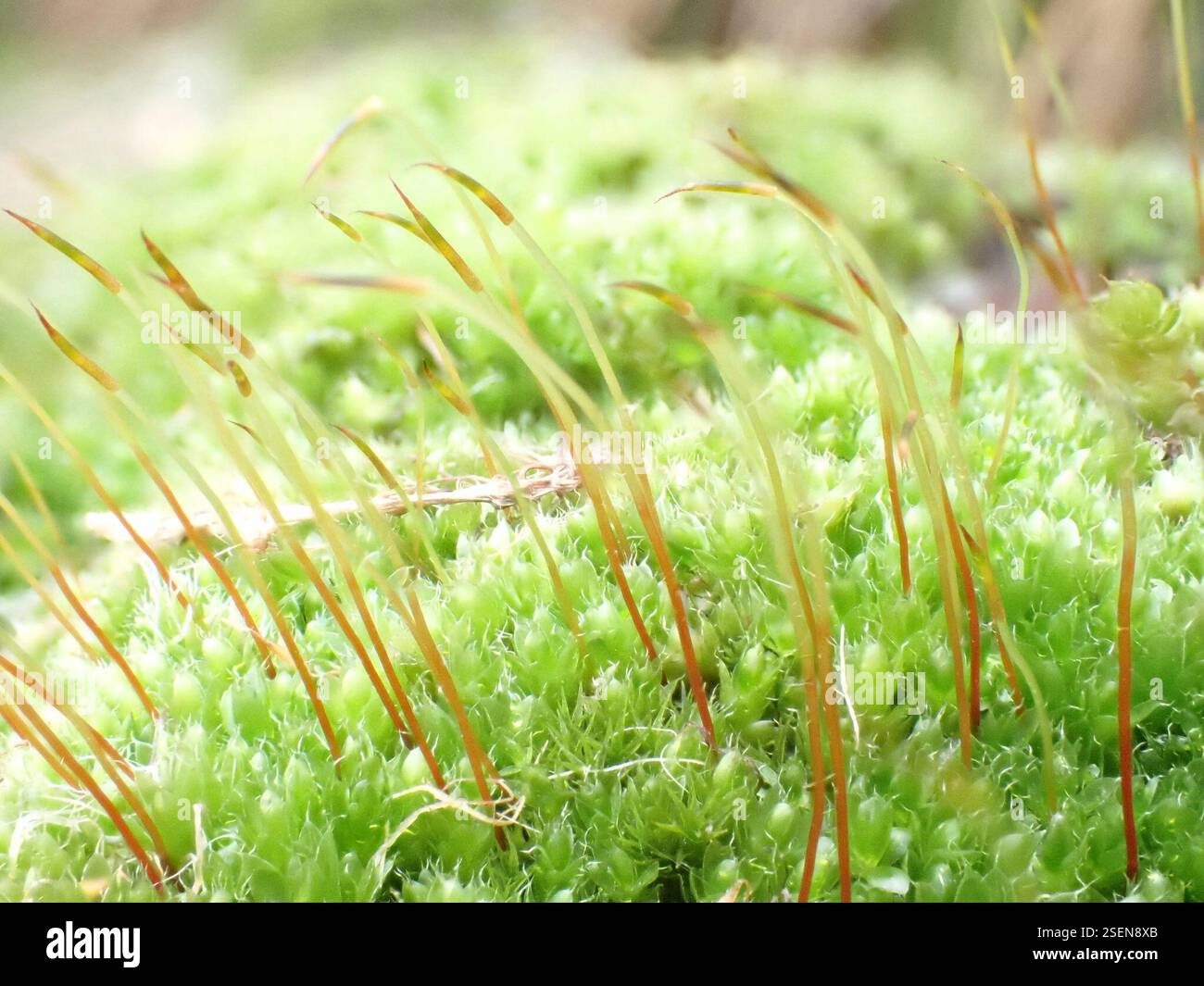 Capillary Thread-moss (Ptychostomum capillare), Plantae, Nationaal Park ...