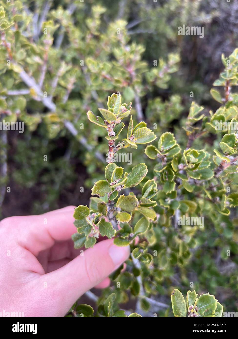 Cupped Leaf Ceanothus (Ceanothus perplexans), Plantae, San Diego County ...