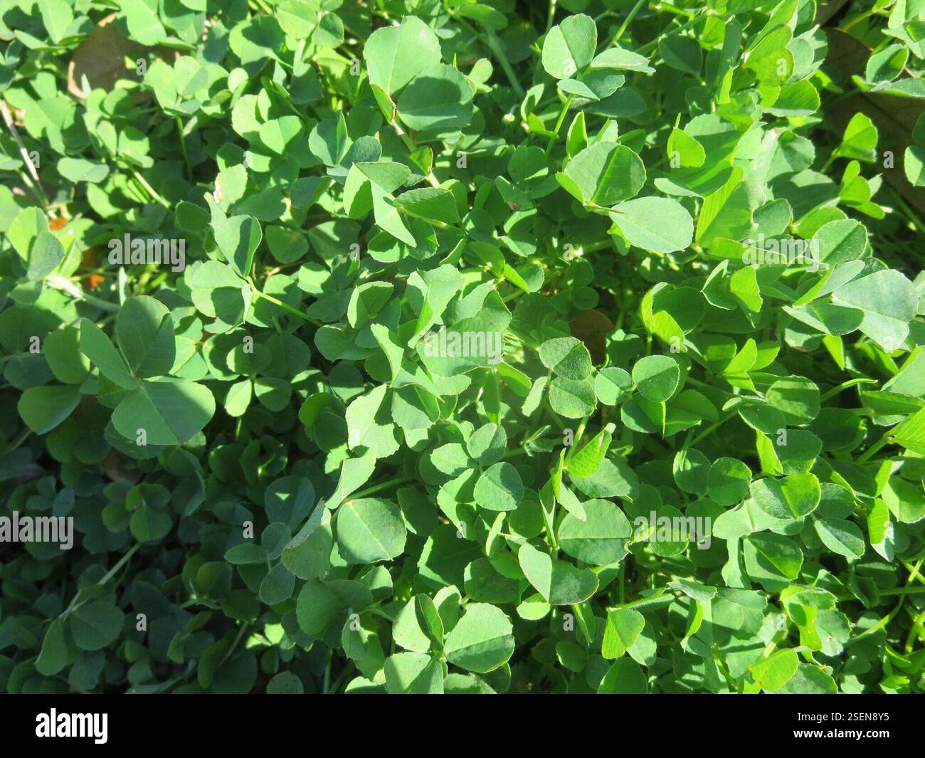 clovers (Trifolium), Plantae, Bell's Landing, Savannah, GA, USA Stock ...