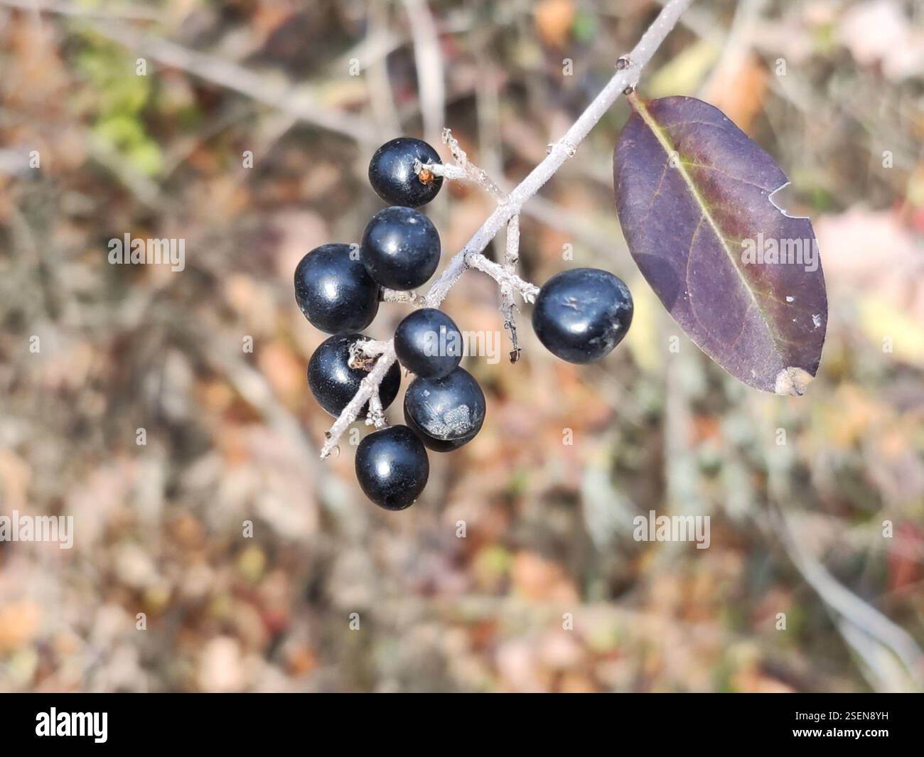 Common Privet (Ligustrum vulgare), Plantae, Rocca Santa Maria ...