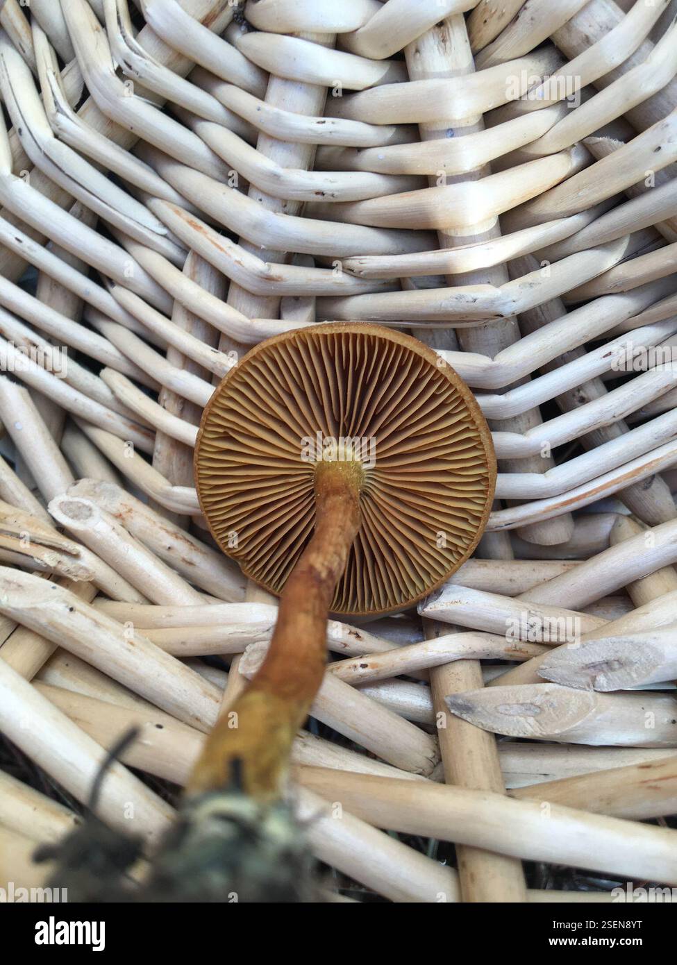 saffron webcap (Cortinarius croceus), Fungi, California, US, Found in ...