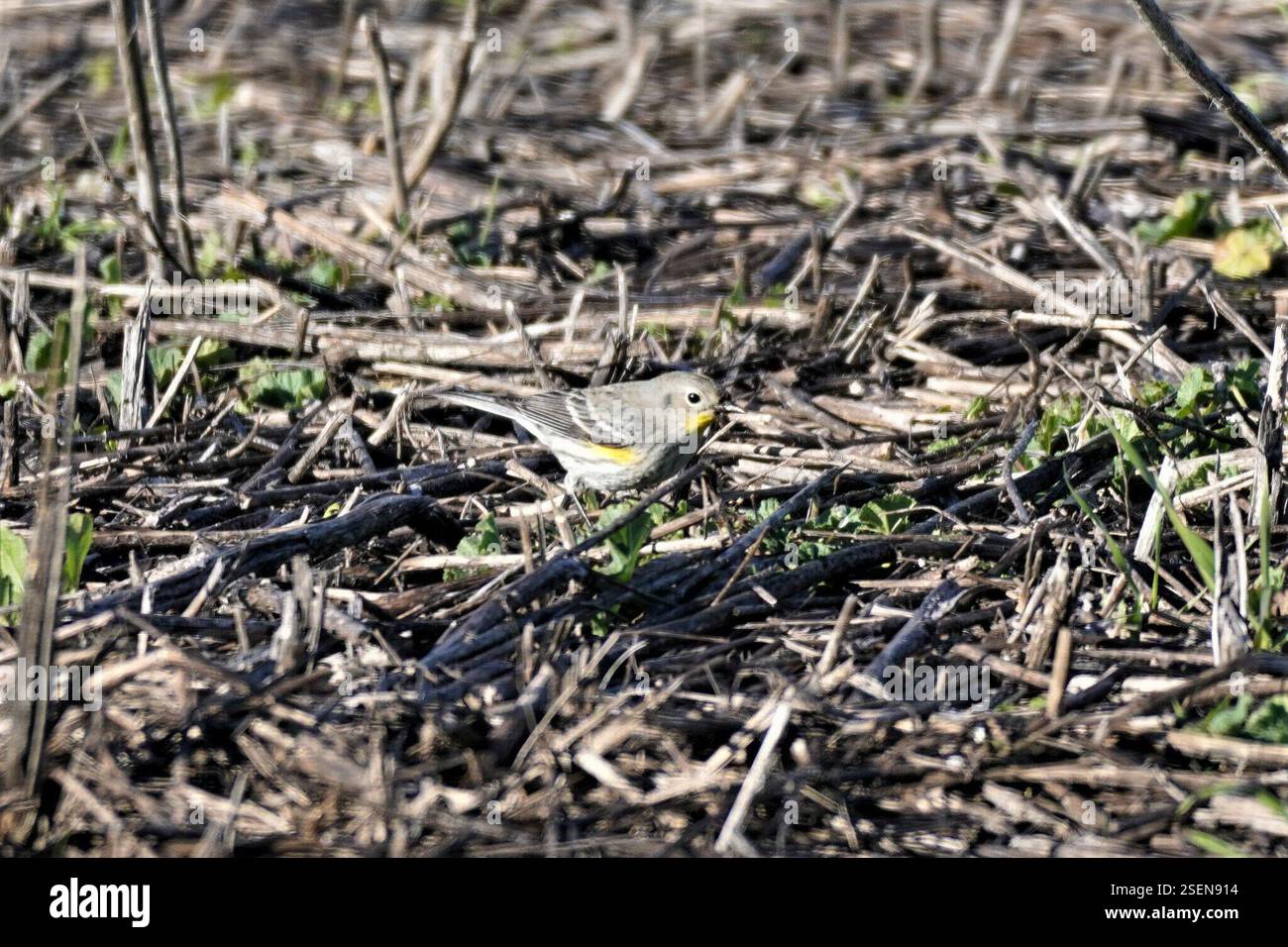 Audubon's Warbler (Setophaga coronata auduboni), Aves, American Canyon ...
