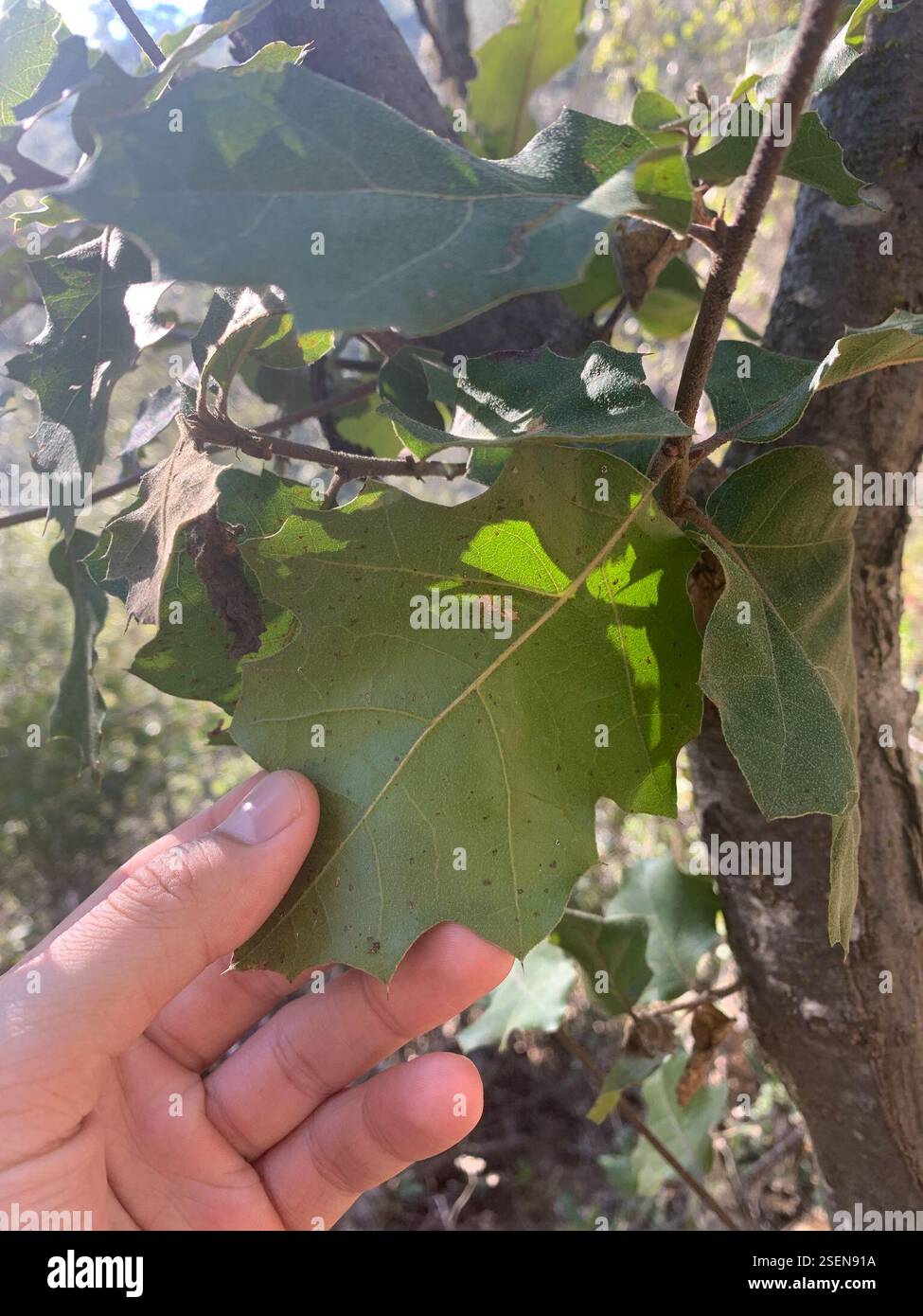 Oracle Oak (Quercus × morehus), Plantae, Hidden Falls Regional Park ...