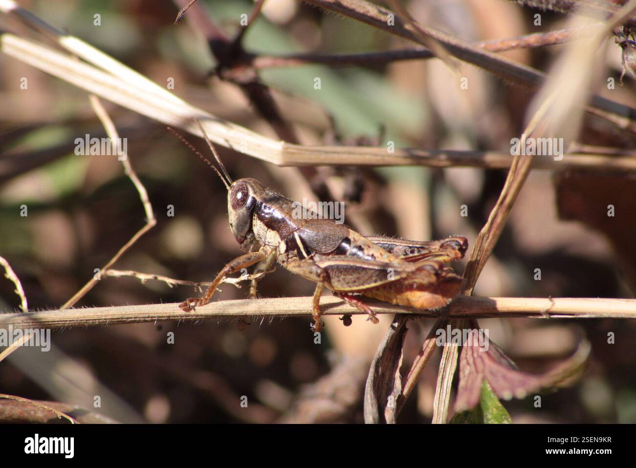 Spur-throated Grasshoppers (Melanoplinae), Insecta, Tecolotlán, Jal ...