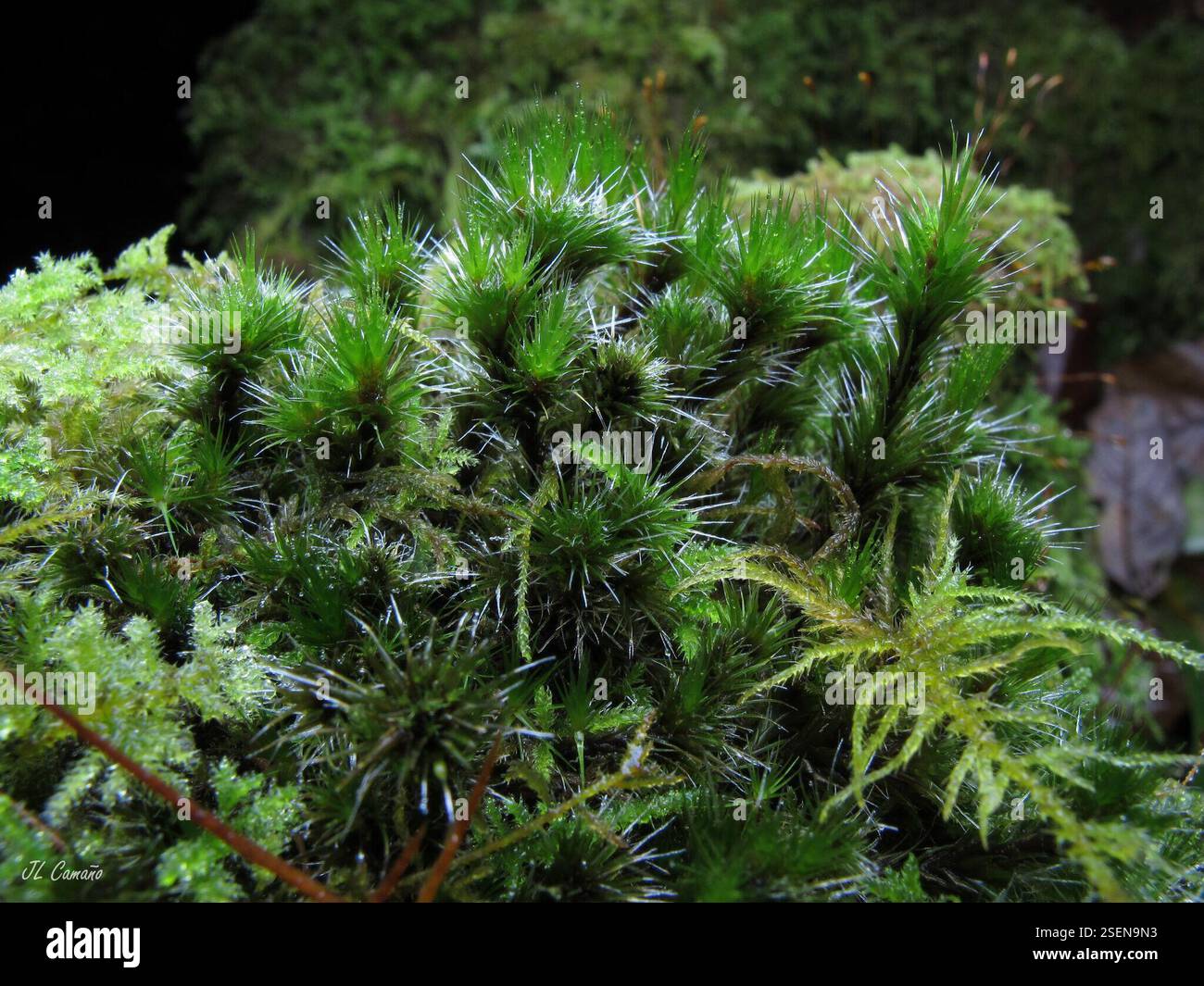 Heath Star-moss (Campylopus introflexus), Plantae, Pontevedra, España ...