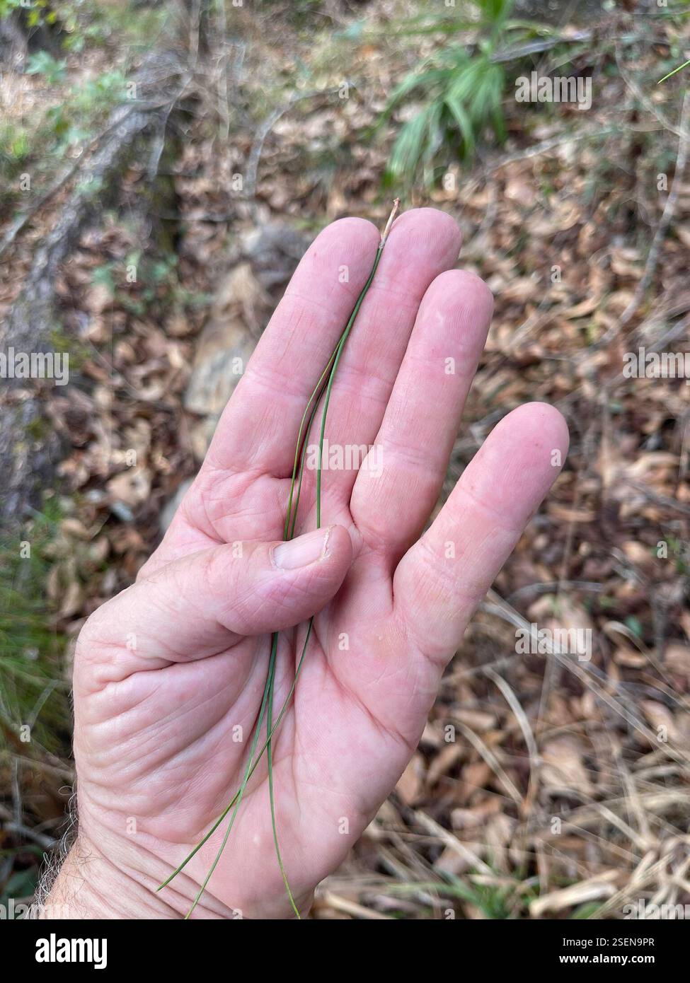 loblolly pine (Pinus taeda), Plantae, Torreya State Park, Bristol, FL ...