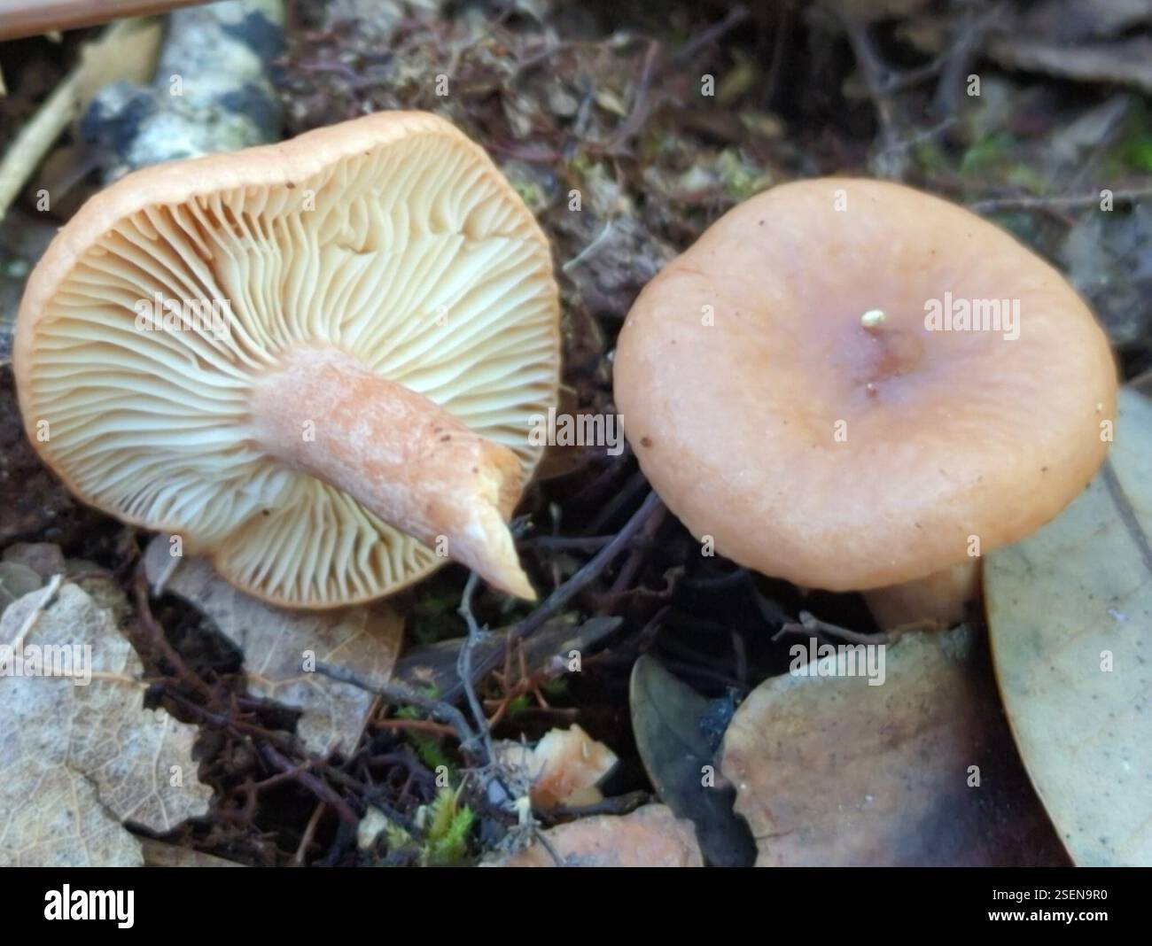 Common Milkcaps (Lactarius), Fungi, Lakeland, FL 33809, USA, Laurel oak ...