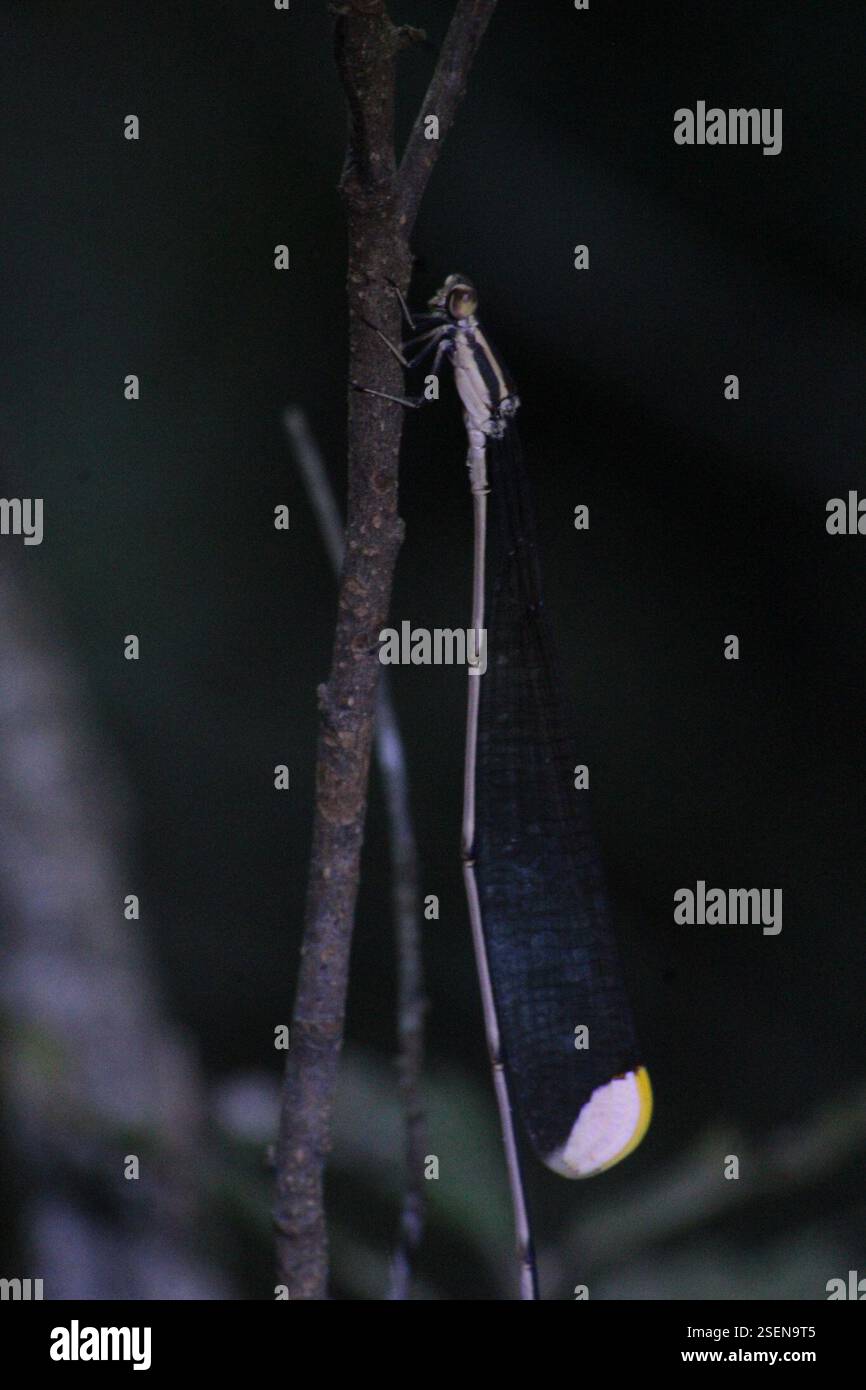 Lemon-tipped Helicopter (Mecistogaster ornata), Insecta, Tecolotlán ...