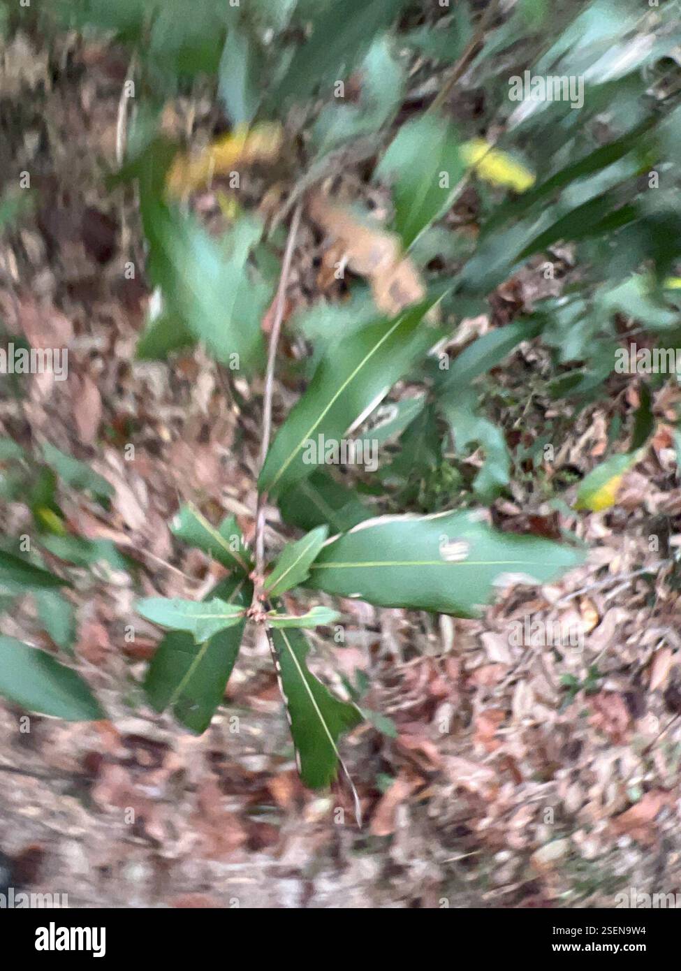Darlington Oak (Quercus hemisphaerica), Plantae, Jockey's Ridge State ...