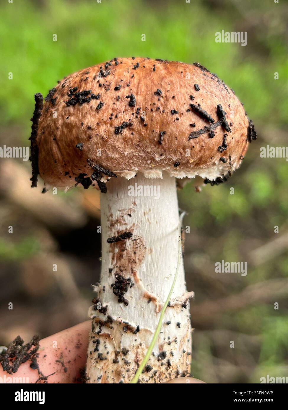 field and button mushrooms (Agaricus), Fungi, Los Osos Middle School ...