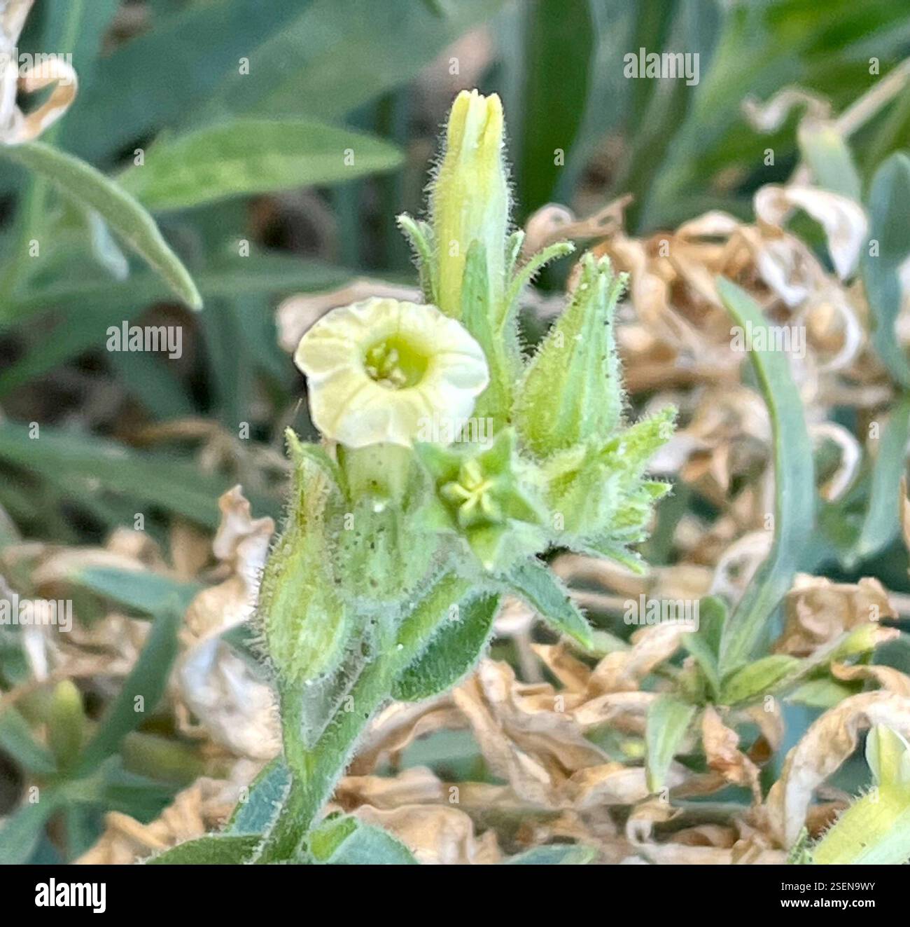 desert tobacco (Nicotiana obtusifolia), Plantae, Indio Hills Palms Park ...