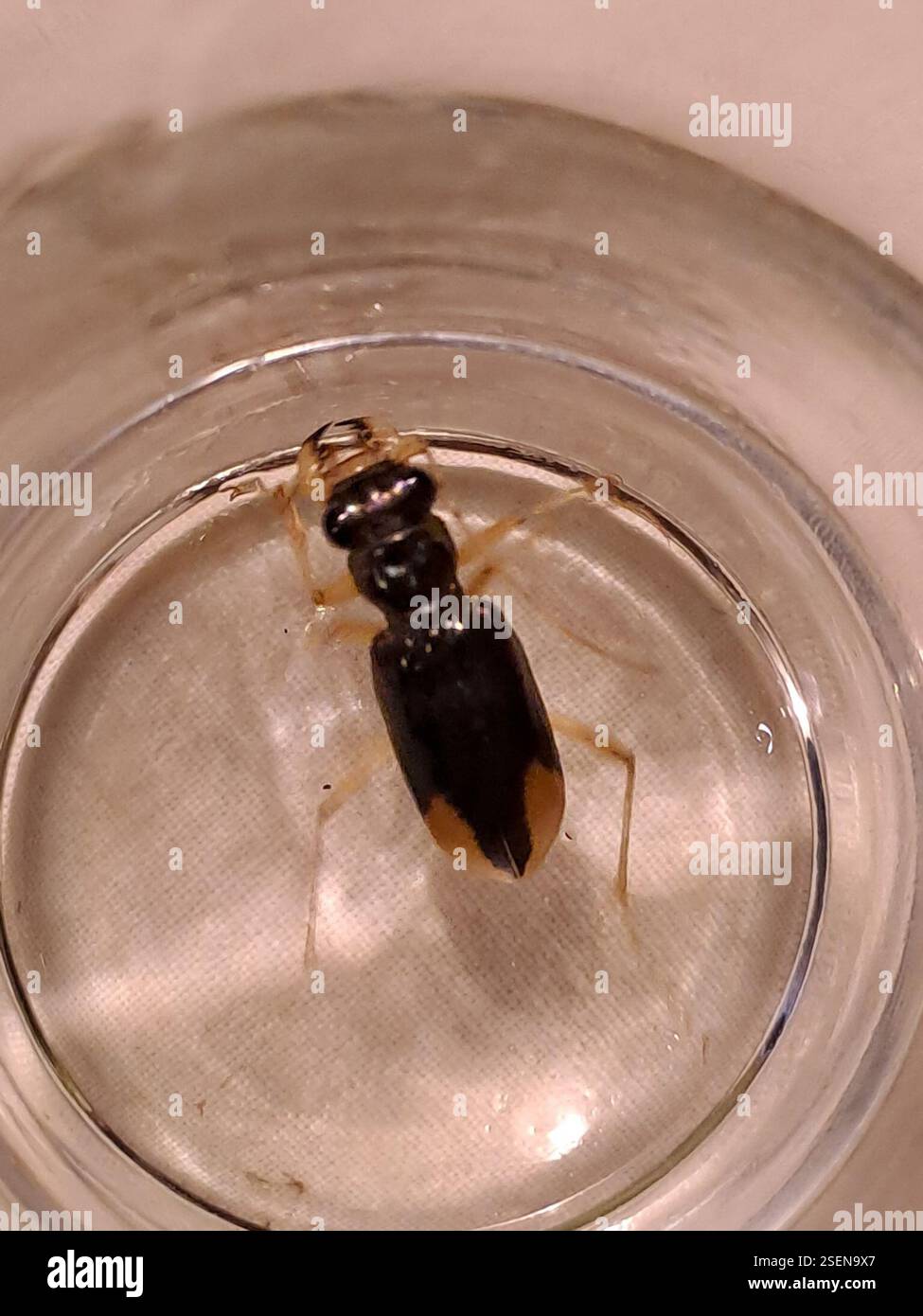 Metallic Tiger Beetles (Tetracha), Insecta, Villa Libertad, Lurín. Lima ...