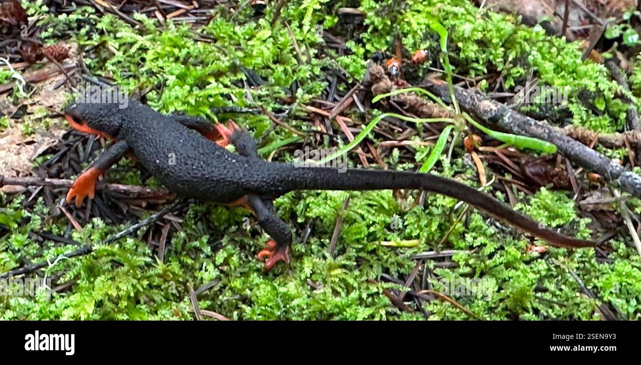 Red-bellied Newt (Taricha rivularis), Amphibia, California, US Stock ...