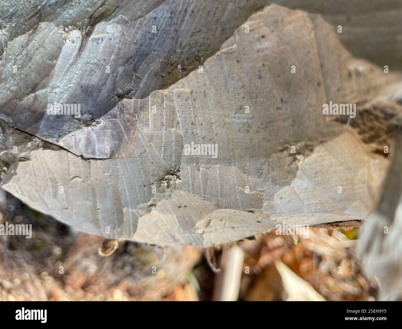 American Beaver (Castor canadensis), Mammalia, Gilmanton Iron Works, NH ...