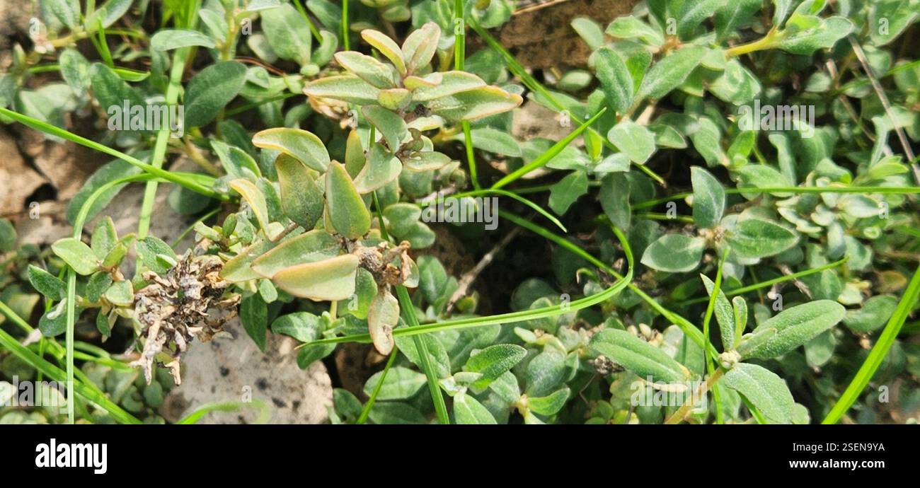 berry saltbush (Atriplex semibaccata), Plantae, 22430 Tijuana, Baja ...