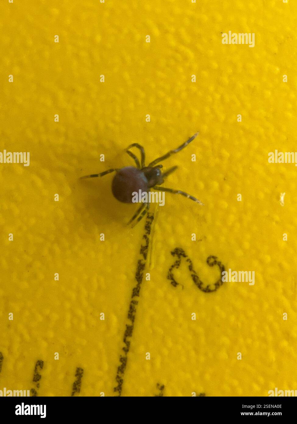 Comb-footed Spiders (Theridiidae), Arachnida, First St, New Westminster ...