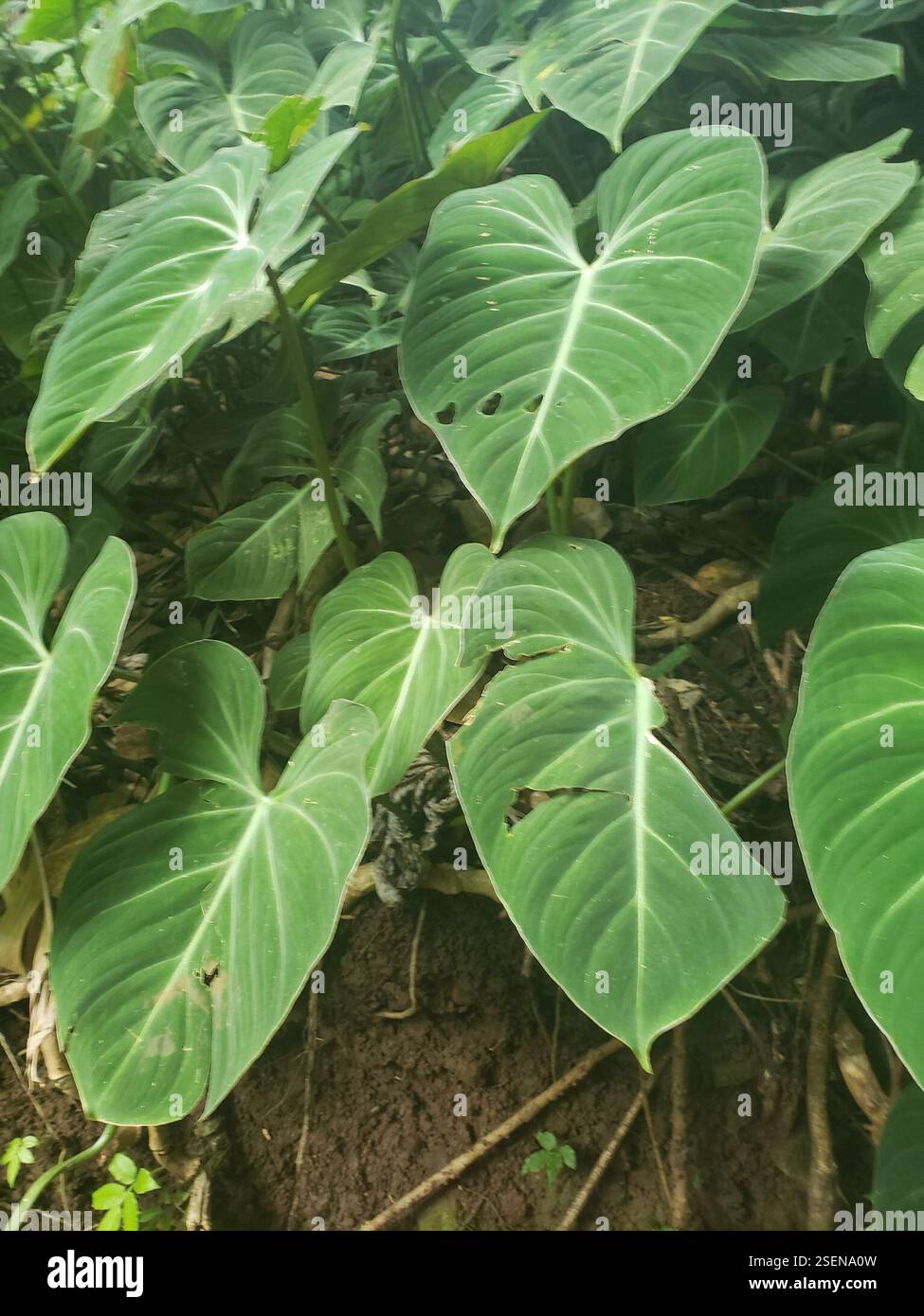 heart-leaf philodendron (Philodendron hederaceum), Plantae, Manoa ...