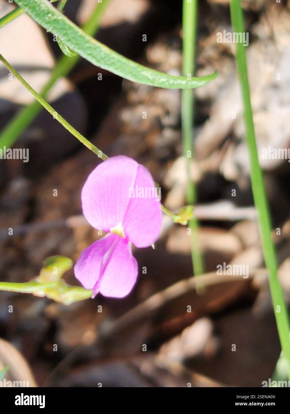 Rusty tick-trefoil (Desmodium rhytidophyllum), Plantae, Bouldercombe ...