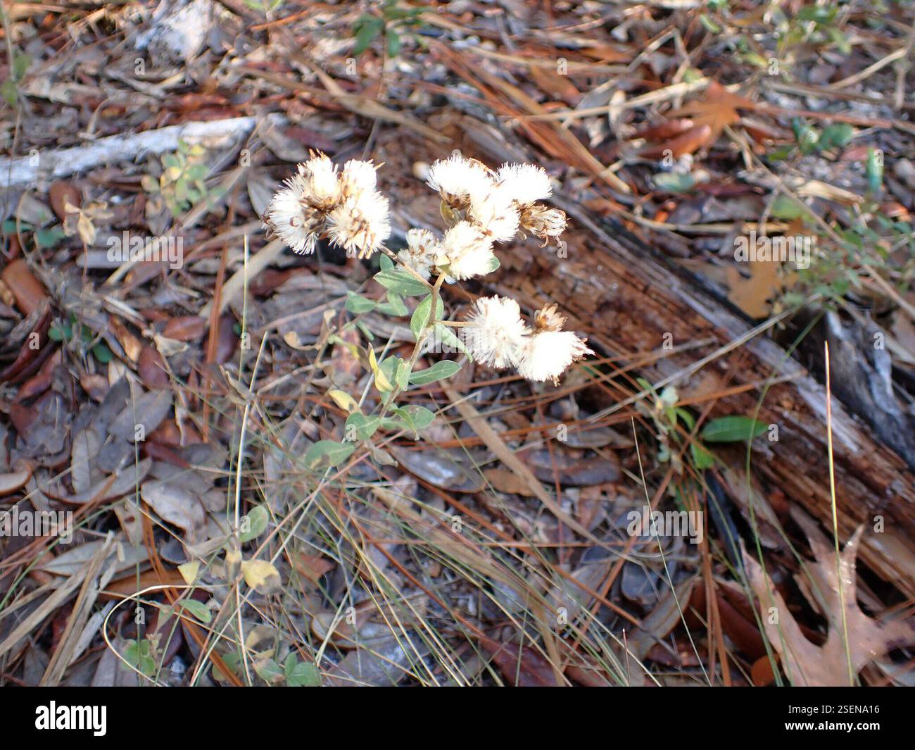 Dixie aster (Sericocarpus tortifolius), Plantae, North Carolina, US ...