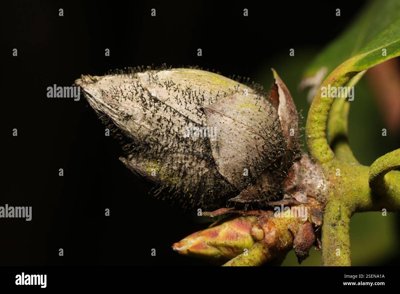 Rhododendron Blight (Seifertia azaleae), Fungi, Sefton Park, Mossley ...