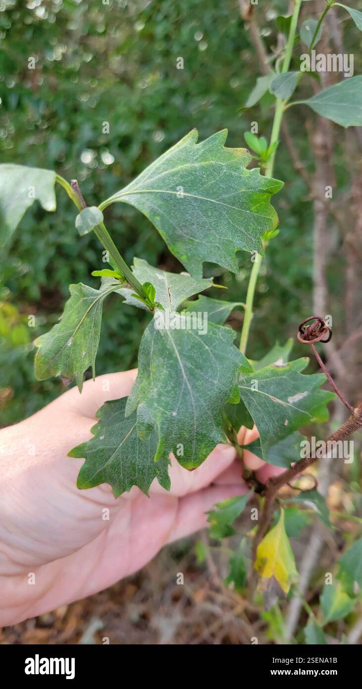 groundsel tree (Baccharis halimifolia), Plantae, Gainesville, FL 32641 ...