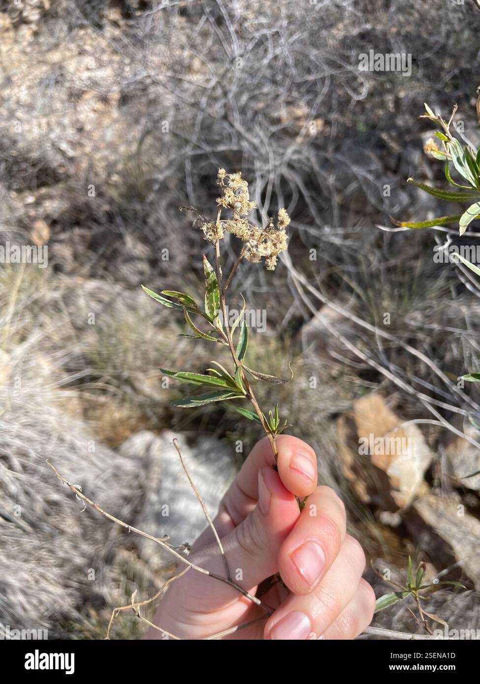 mule fat (Baccharis salicifolia), Plantae, Coronado National Forest ...